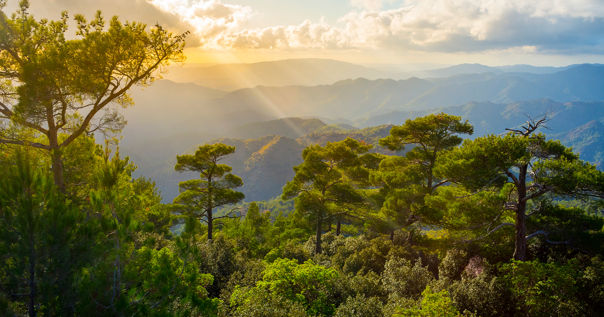 Cyprus launches program to protect and enhance forest areas — land.cy