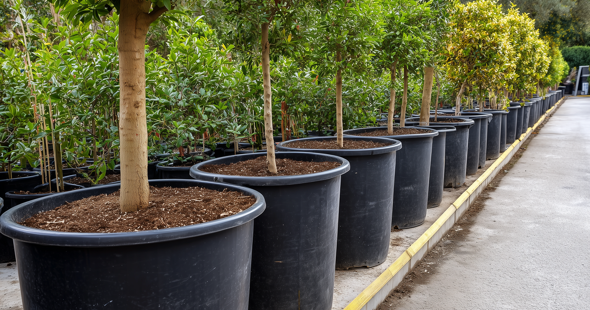 New trees bring greenery to Paralimni streets — commercial.cy